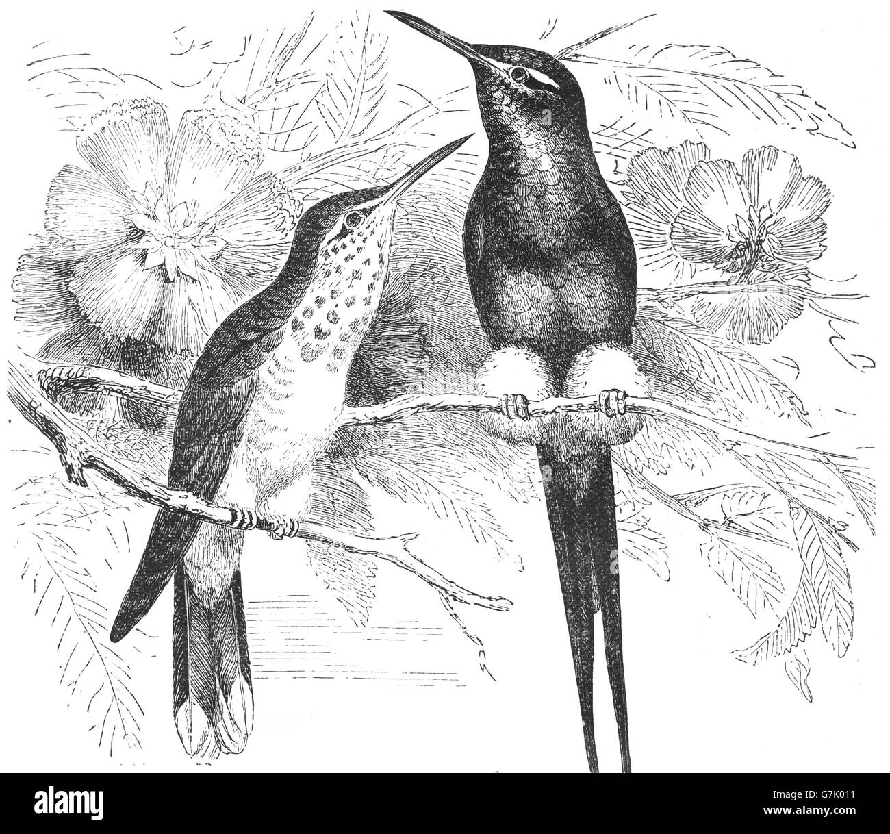 Hummingbird no tail Black and White Stock Photos & Images - Alamy