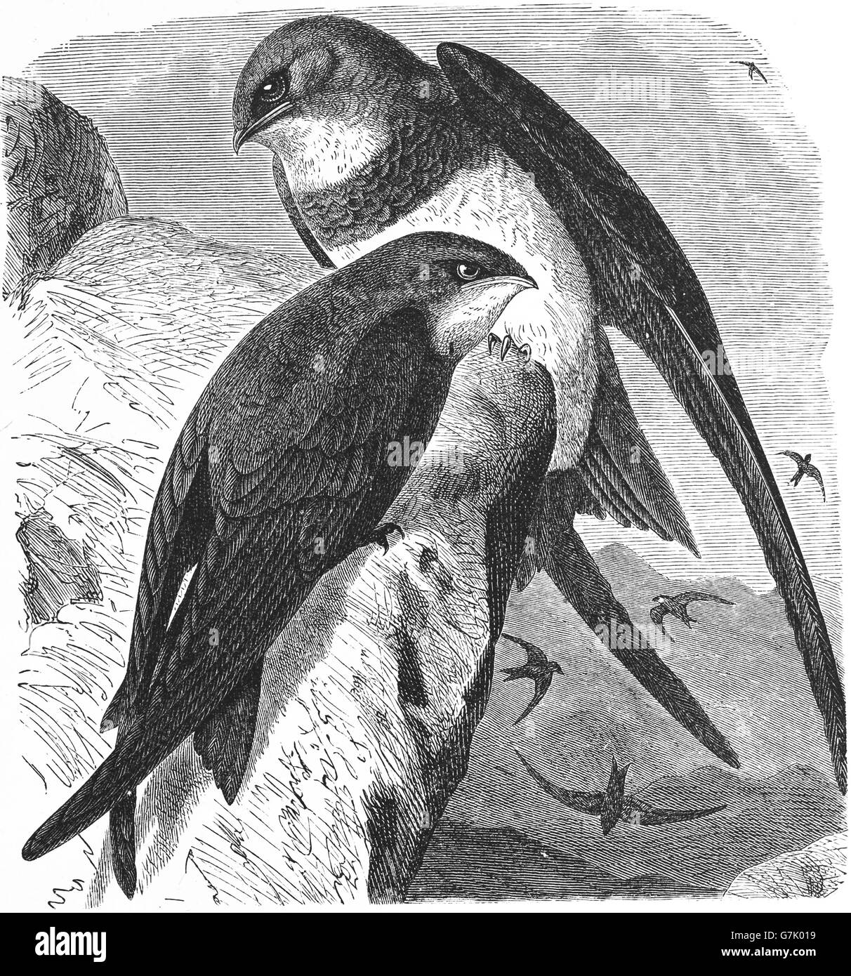 Swift bird drawing hi-res stock photography and images - Alamy