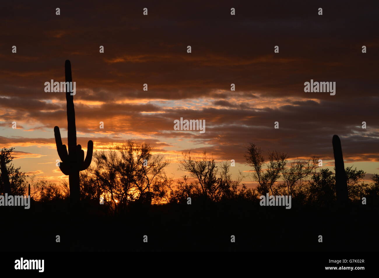 Sunset, Saguaro Cactus Stock Photo - Alamy