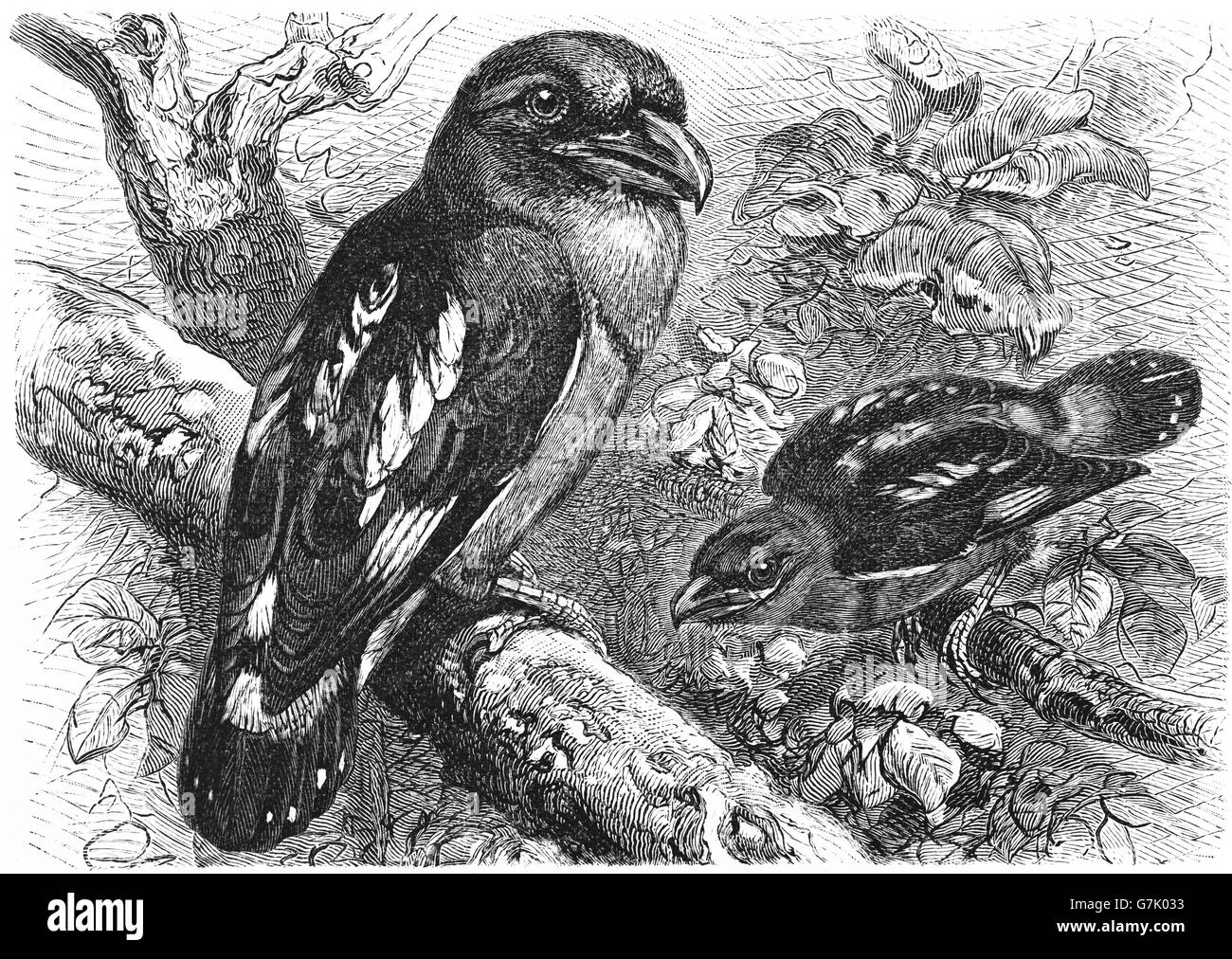 Banded broadbill, Eurylaimus javanicus, illustration from book dated ...