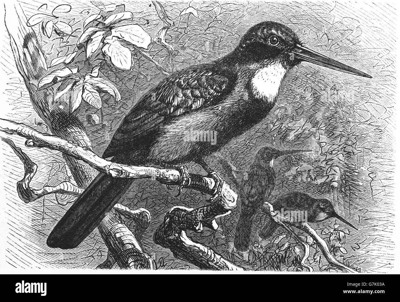 Green-tailed jacamar, Galbula galbula, illustration from book dated ...