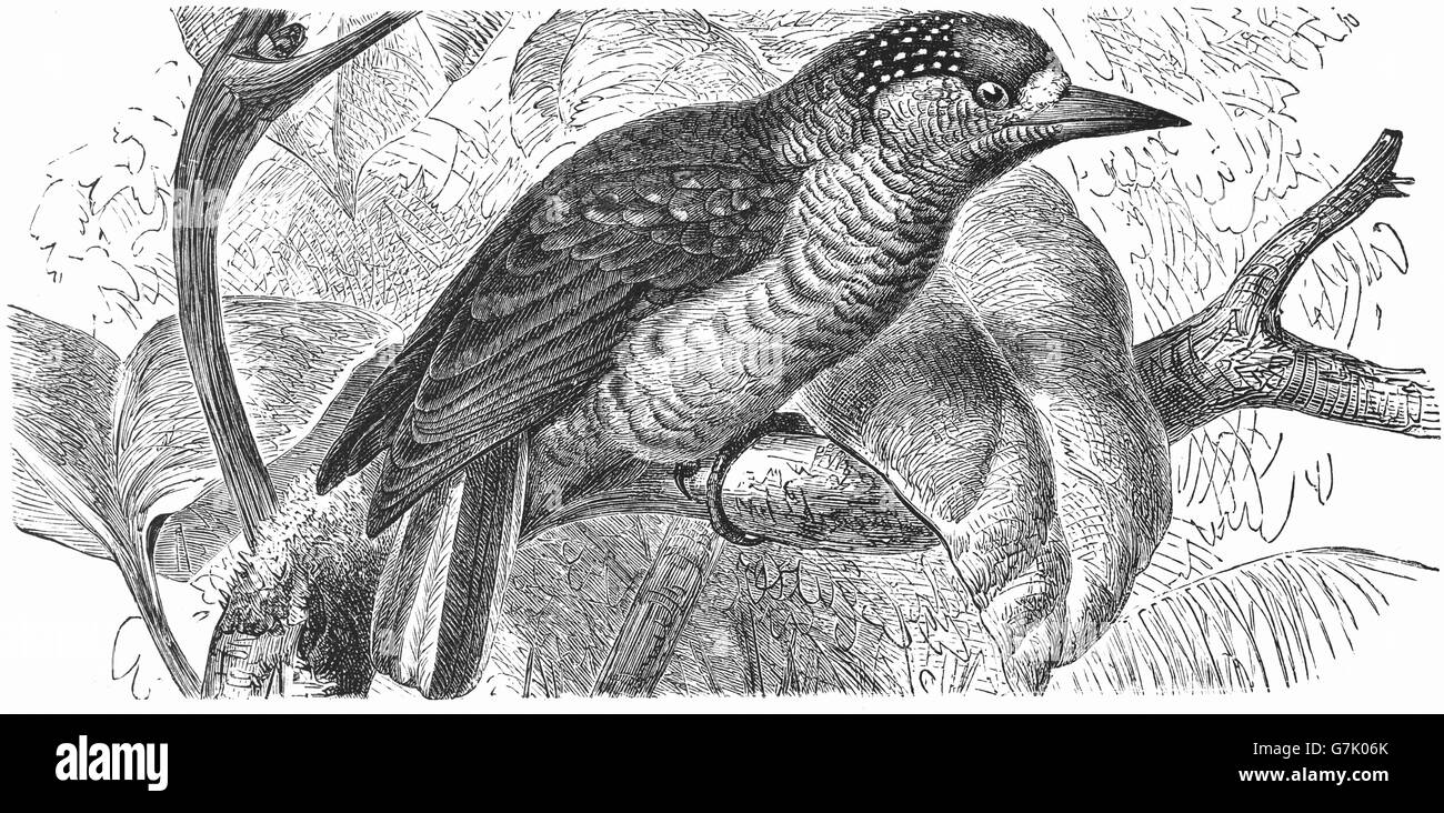 Arrowhead piculet Guianan piculet Picumnus minutissimus, illustration ...