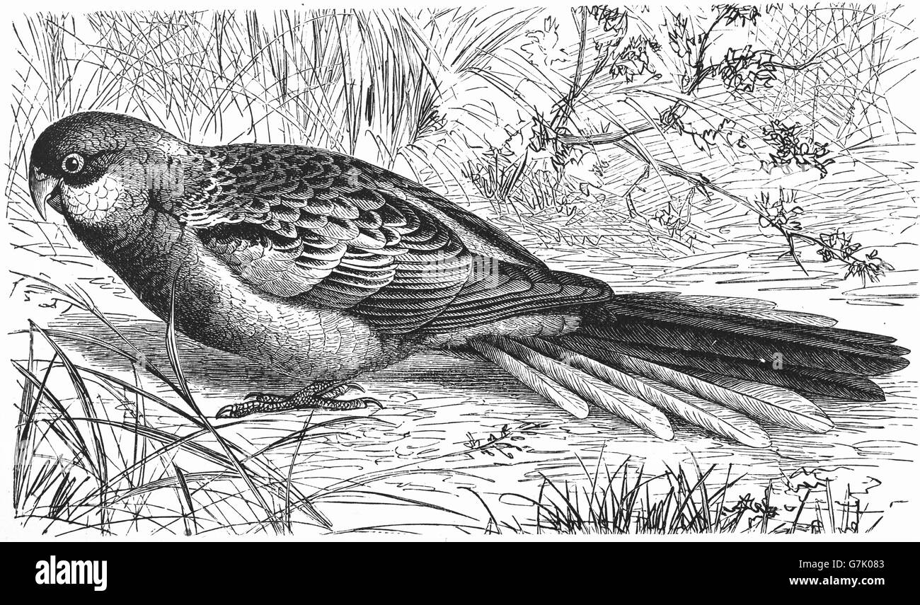 Rosella bird Black and White Stock Photos & Images - Alamy