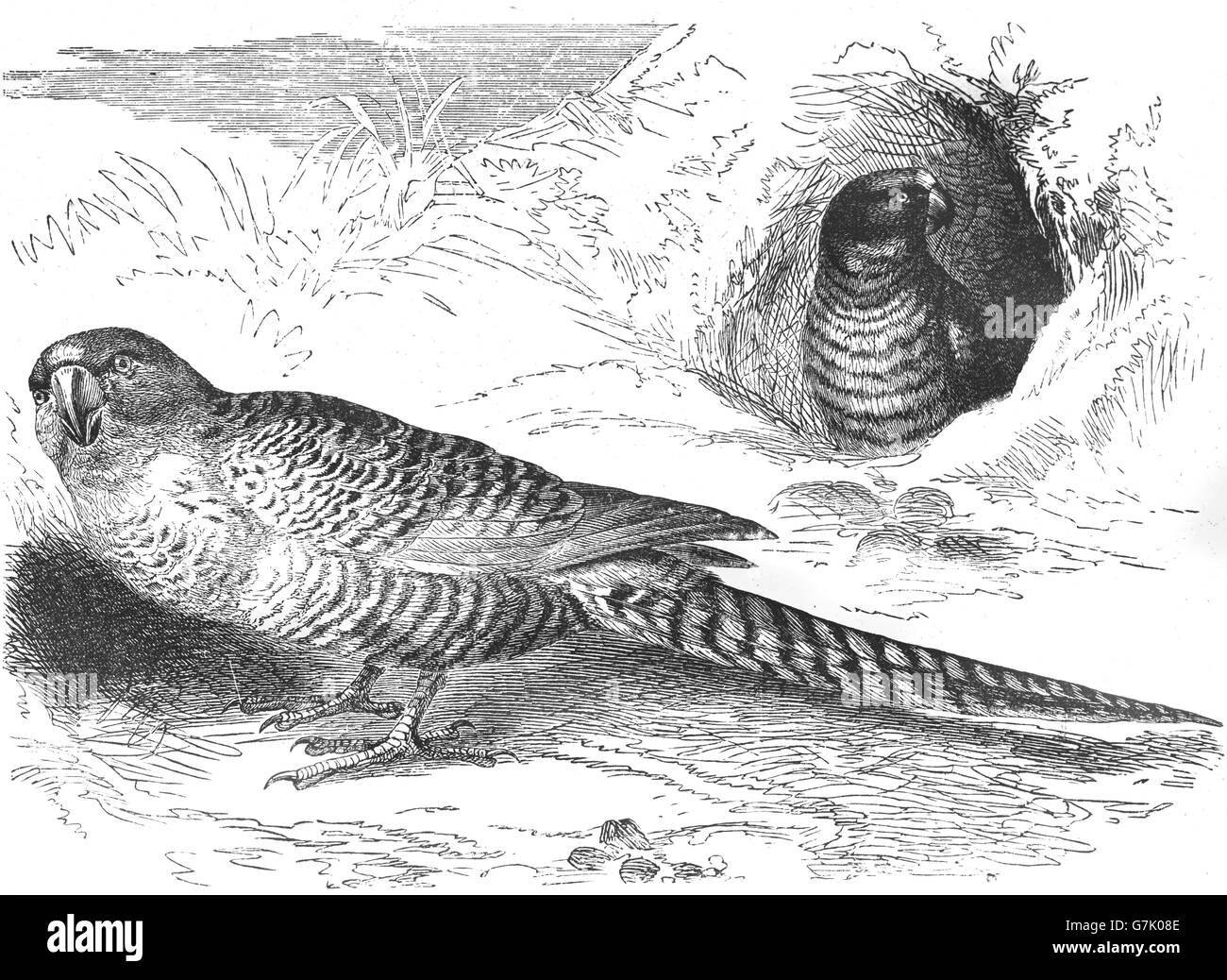 Ground parrot Black and White Stock Photos & Images - Alamy