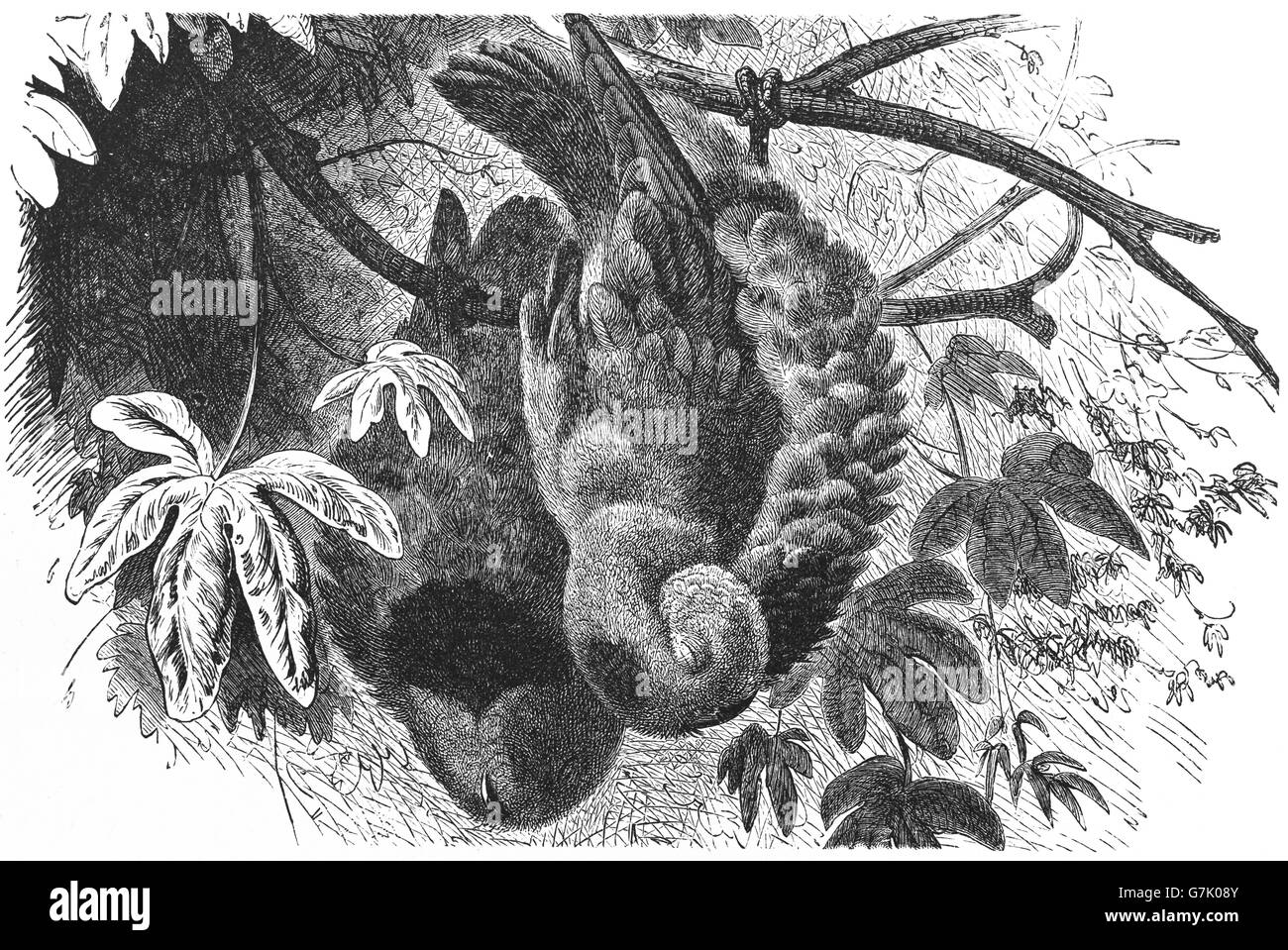 Blue-crowned hanging parrot, Loriculus galgulus, illustration from book ...