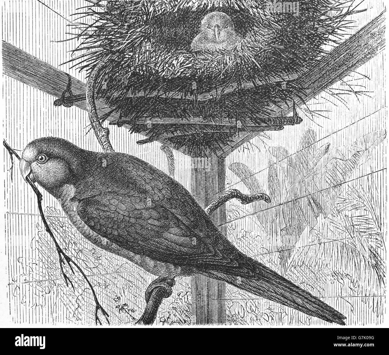 Quaker parrot hi-res stock photography and images - Alamy