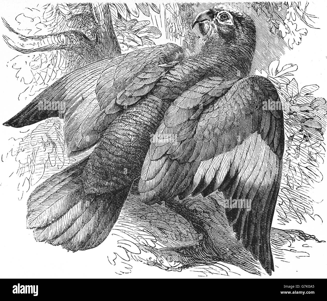 Orange-winged amazon, Amazona amazonica, loro guaro, amazon parrot ...