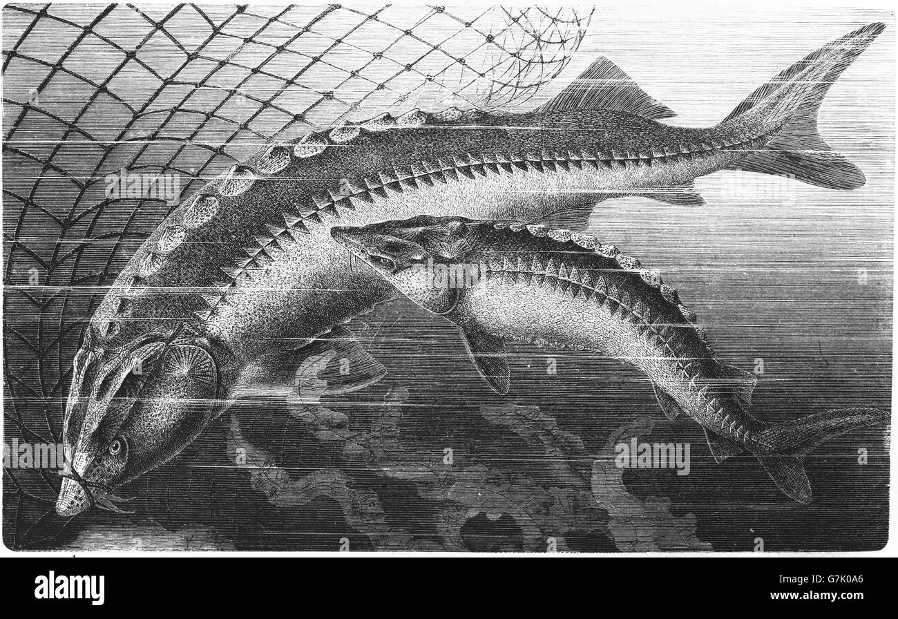 Huso huso hi-res stock photography and images - Alamy