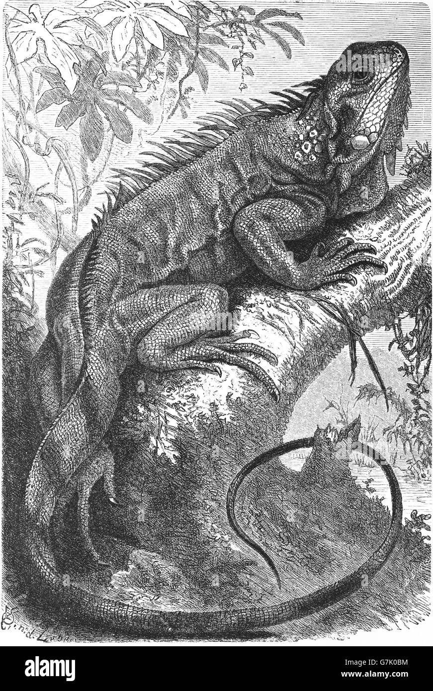 Green iguana, Iguana iguana, illustration from book dated 1904 Stock ...