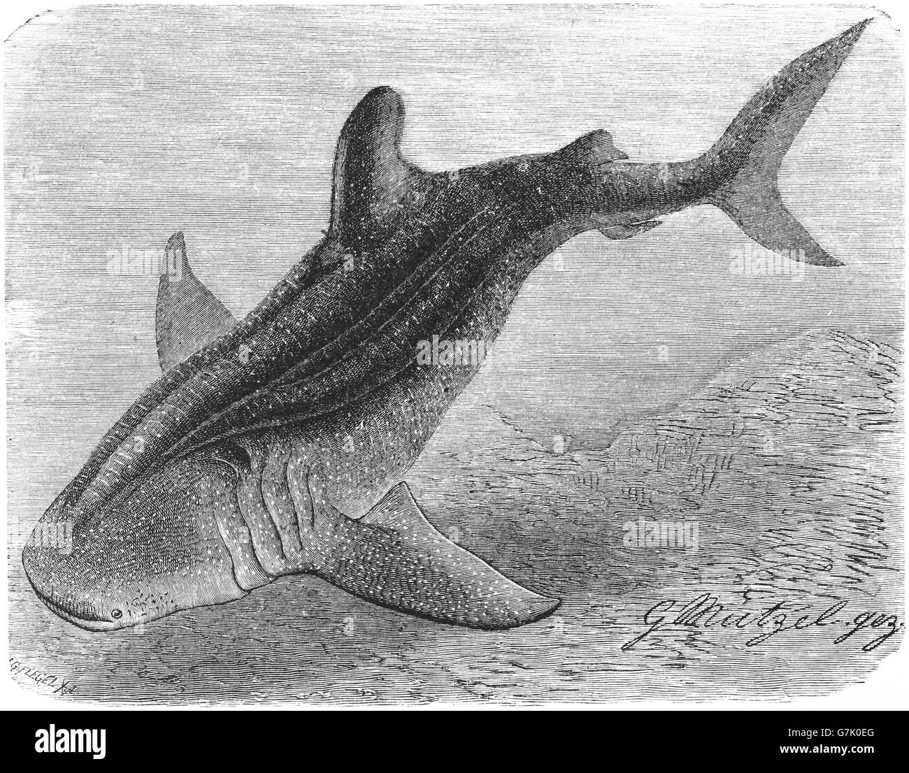 Whale shark rhincodon typus illustration hi-res stock photography and ...