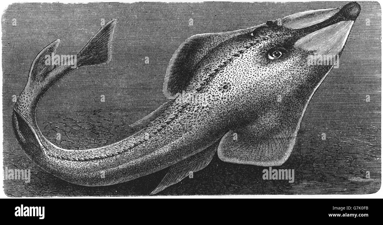 Halavi guitarfish, Glaucostegus halavi, illustration from book dated ...