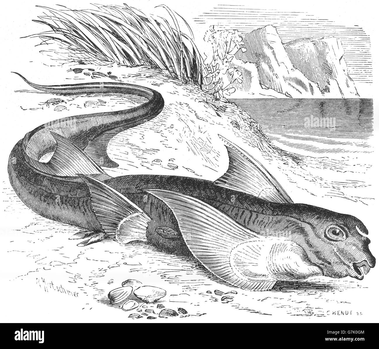 Chimaera monstrosa, rabbit fish, rat fish, illustration from book dated ...