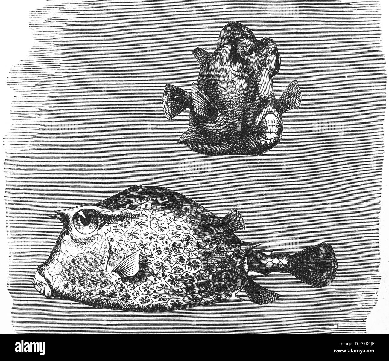 Yellow boxfish, Ostracion cubicus, illustration from book dated 1904 ...