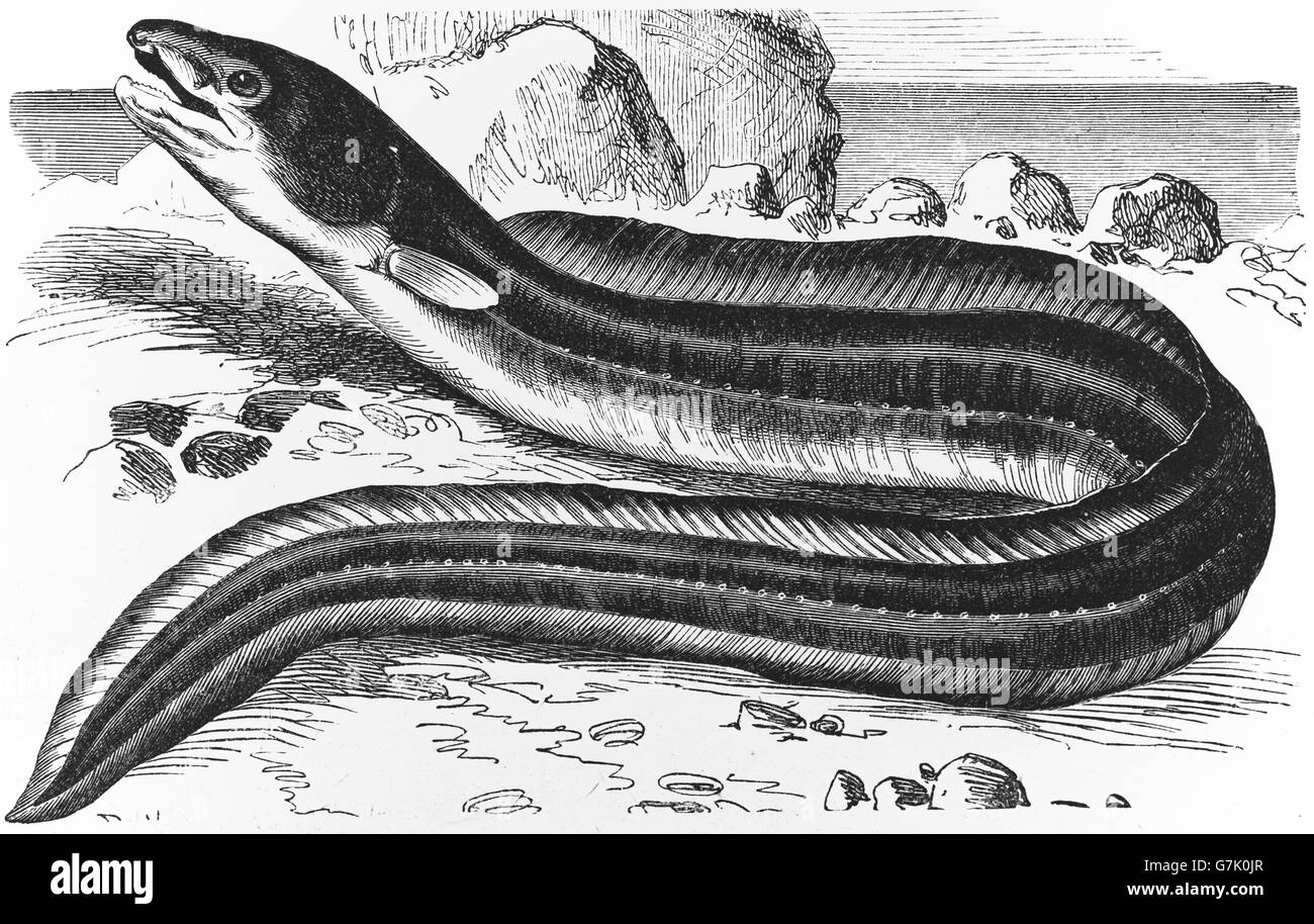 European conger, Conger conger, eel, illustration from book dated 1904 ...