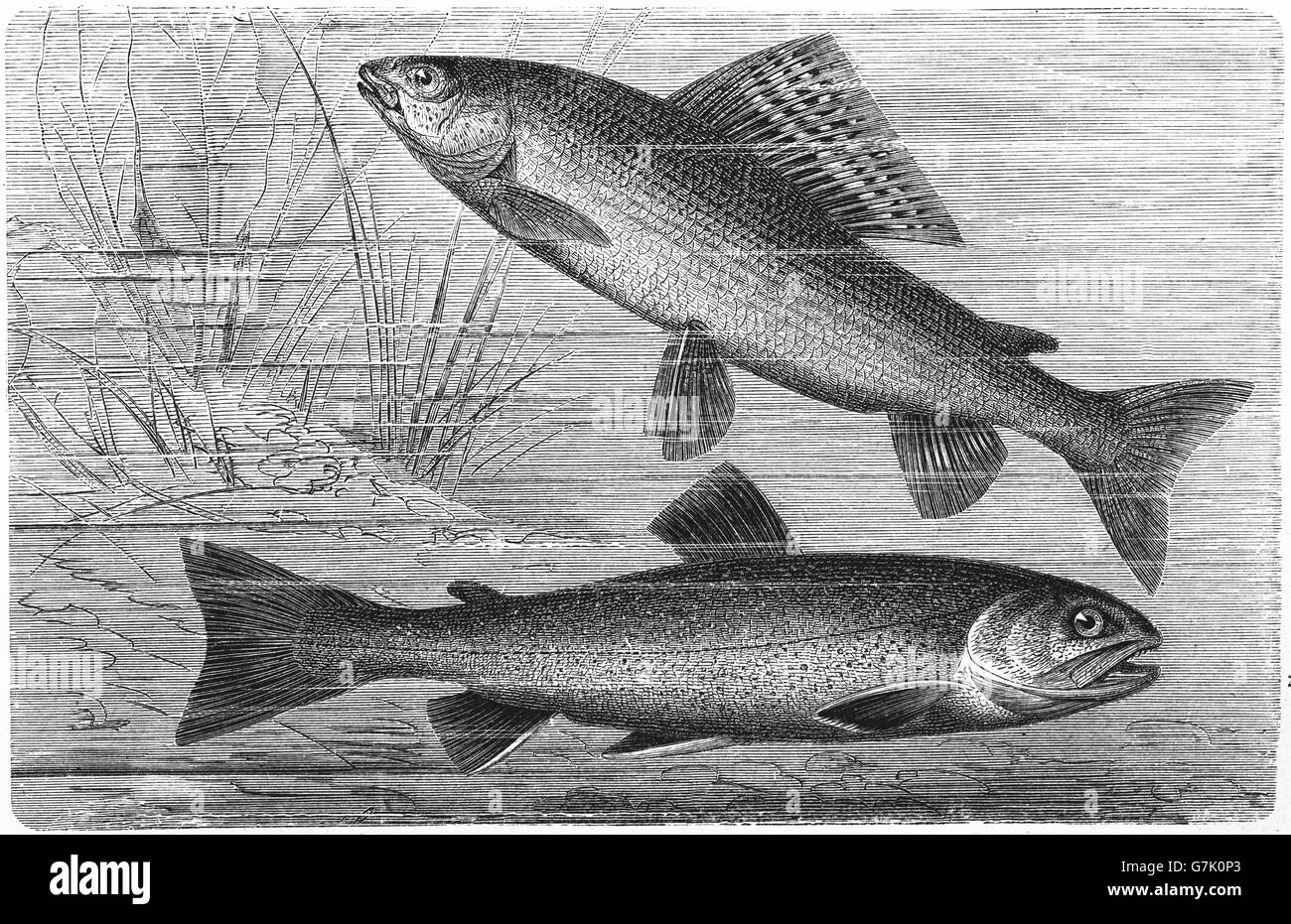 European smelt, Osmerus eperlanus and Arctic char, Salvelinus alpinus ...
