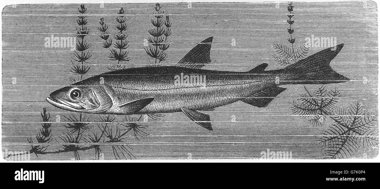 European smelt, Osmerus eperlanus, illustration from book dated 1904 ...