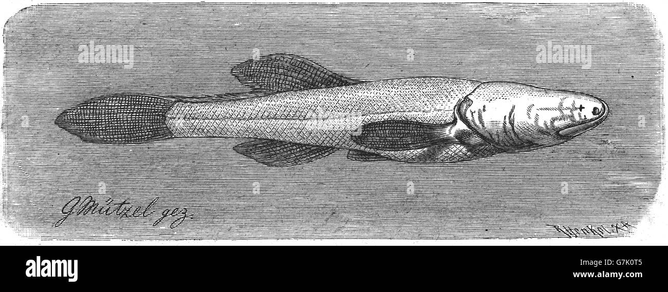 Northern cavefish, northern blindfish, Amblyopsis spelaea, illustration ...