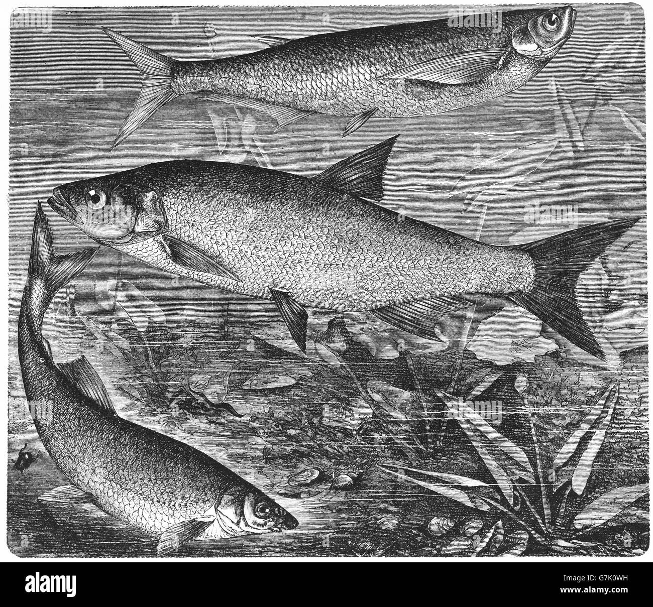 Common nase Black and White Stock Photos & Images - Alamy