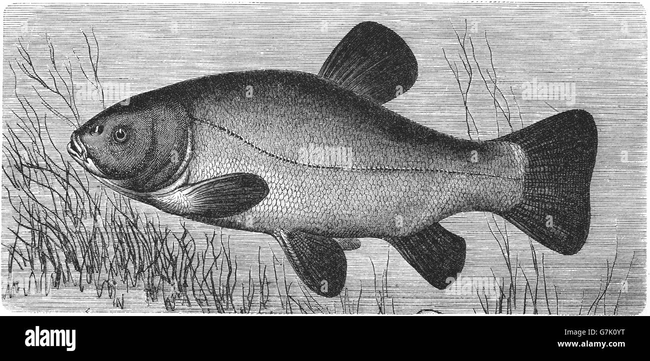 Doctor drawing Black and White Stock Photos & Images - Alamy