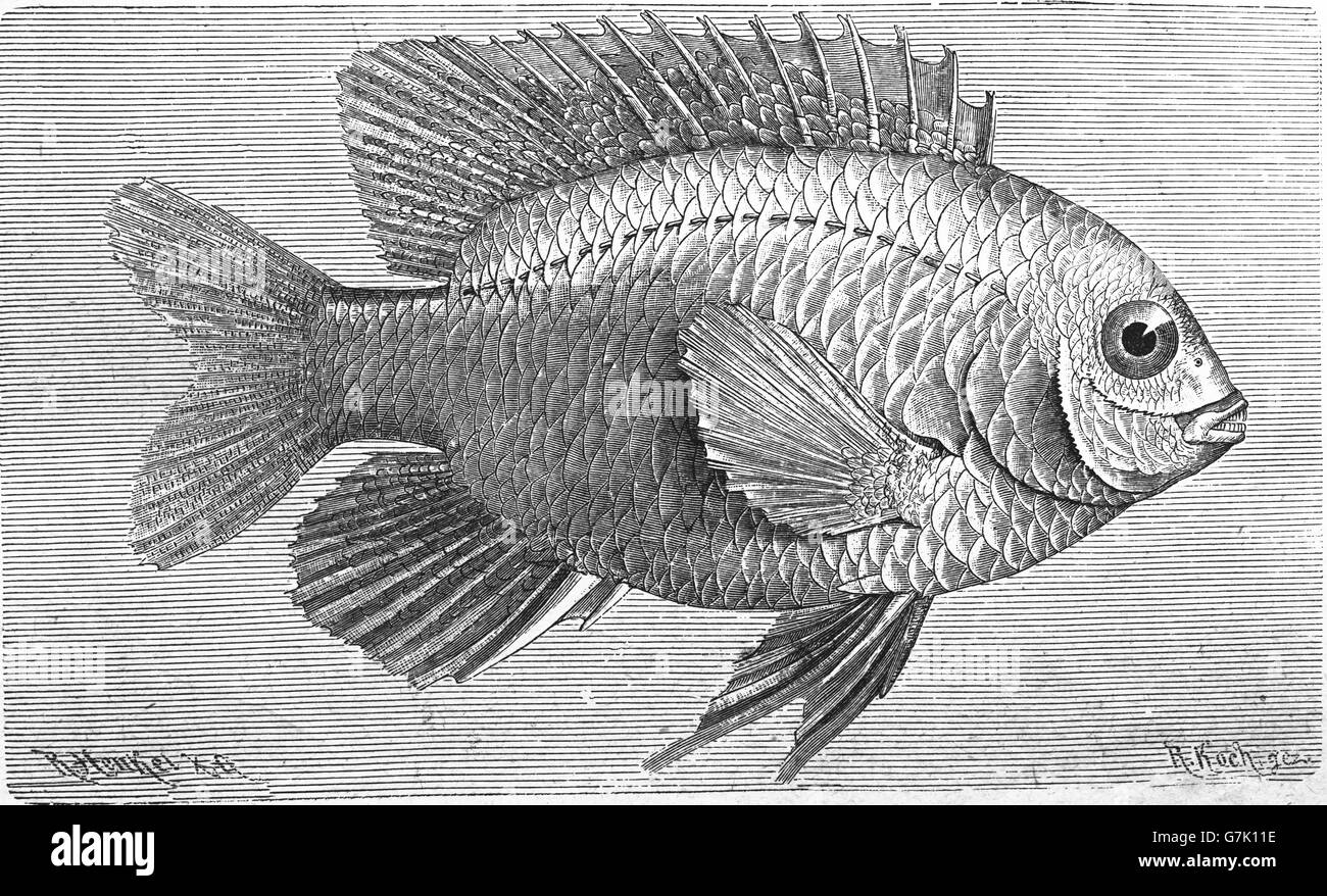 Pomacentrus scolopsis, Damselfish, illustration from book dated 1904 ...