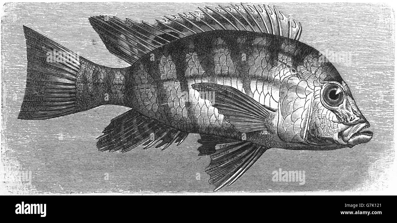 Damselfish, Chromis chromis, illustration from book dated 1904 Stock ...