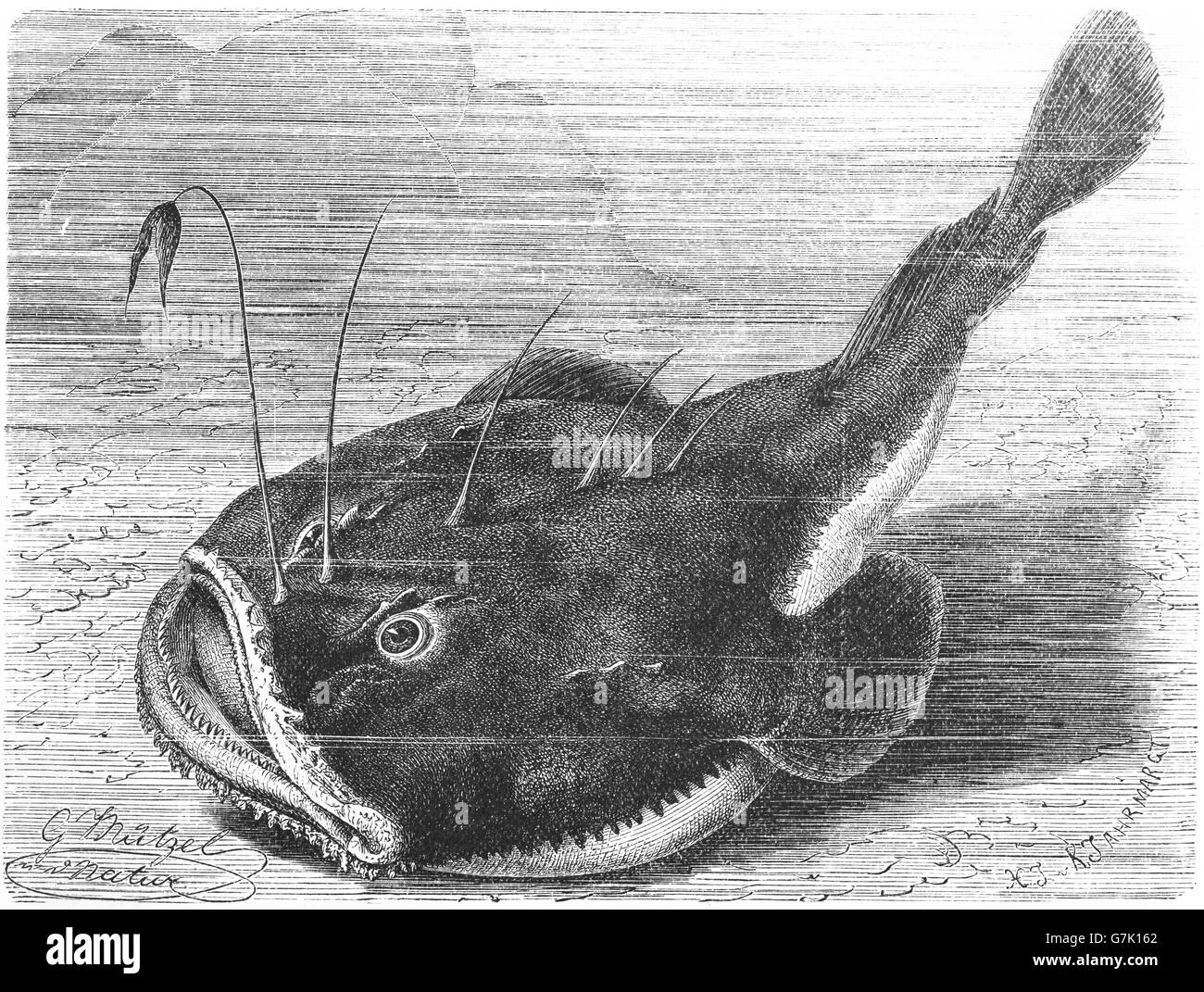 Monkfish lophius hi-res stock photography and images - Alamy