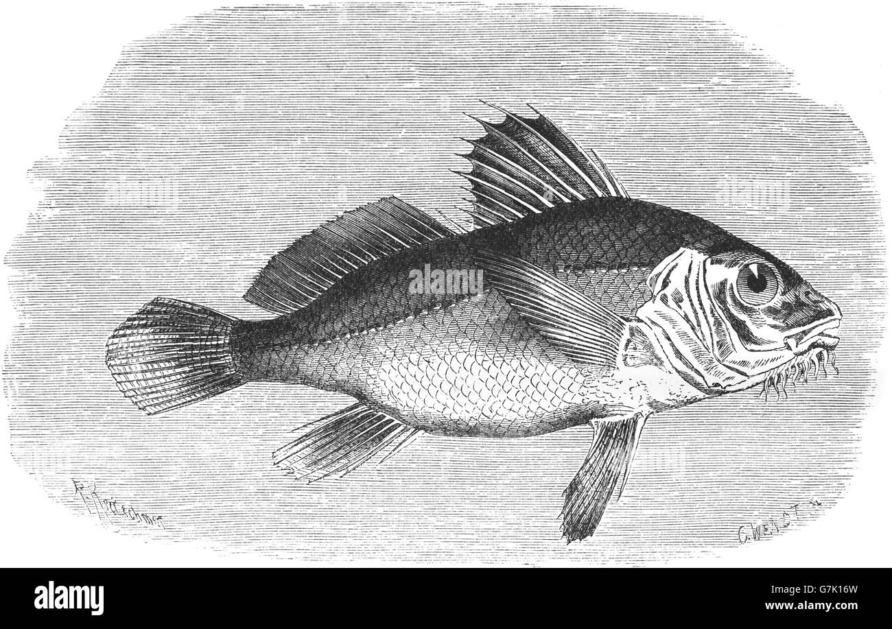 Black drum fish Black and White Stock Photos & Images - Alamy