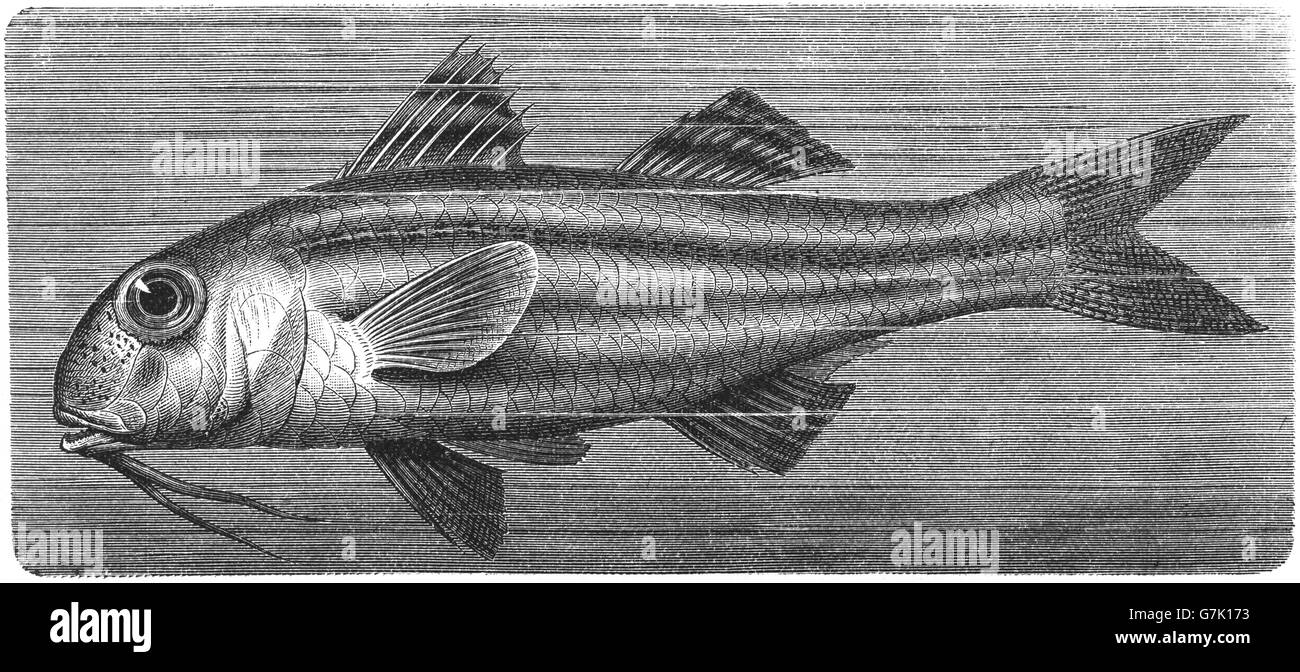 Striped red mullet, surmullet, Mullus surmuletus, goatfish ...