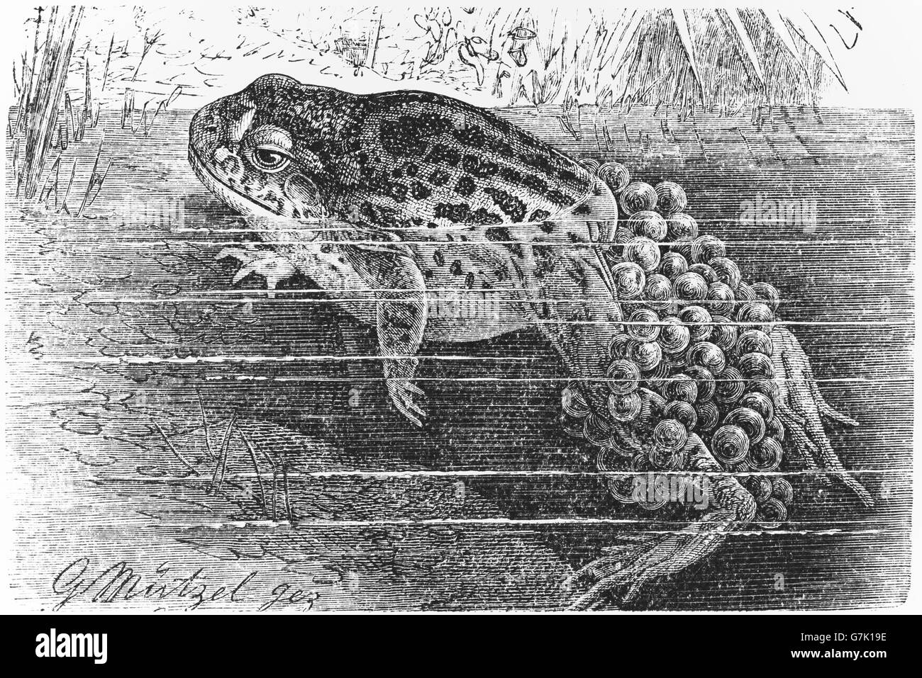 Common midwife toad, Alytes obstetricans, frog, amphibian, illustration ...