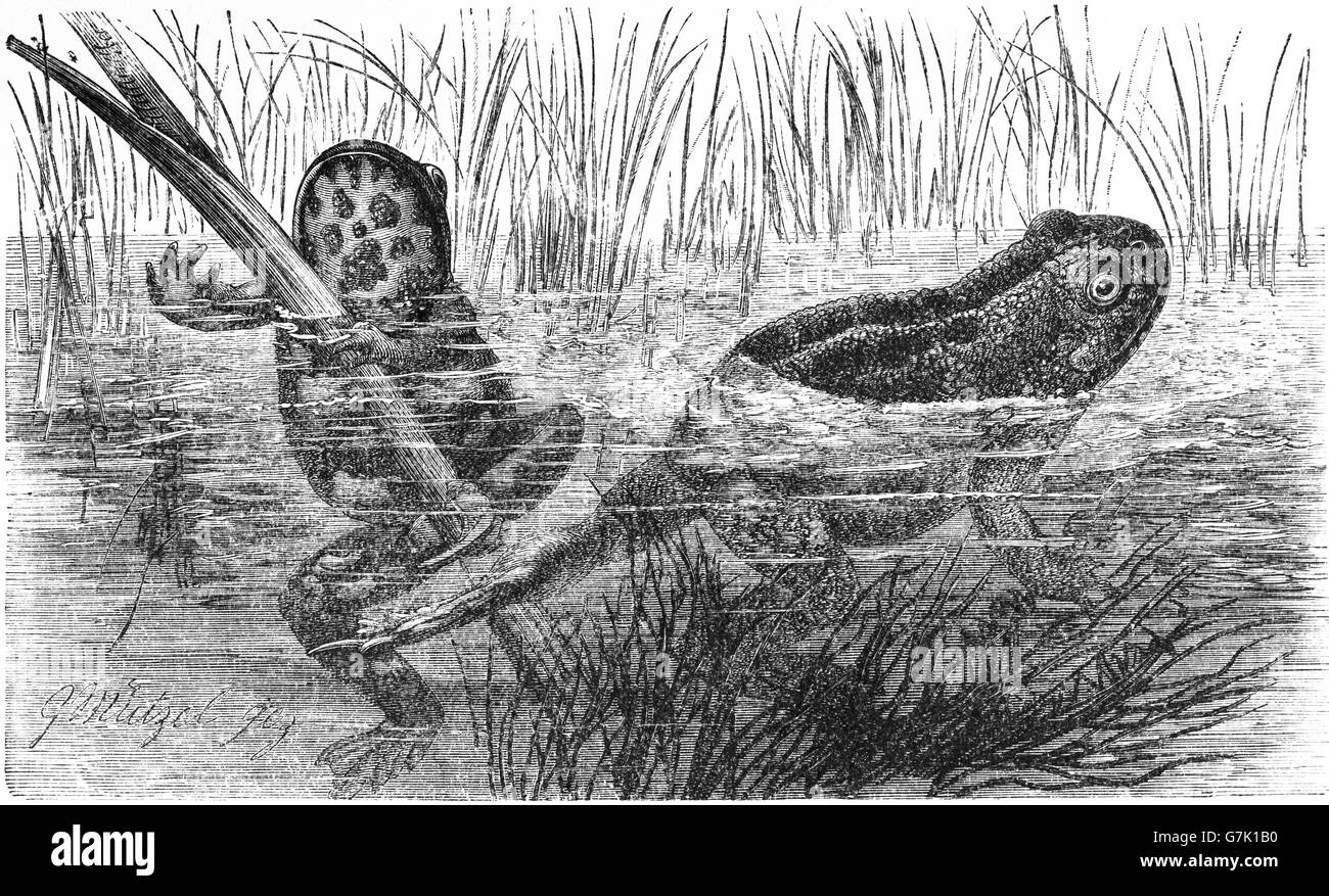 Toad drawing hi-res stock photography and images - Alamy