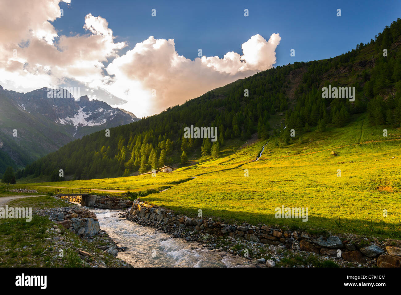 Stream flowing through blooming alpine meadow and lush green woodland ...