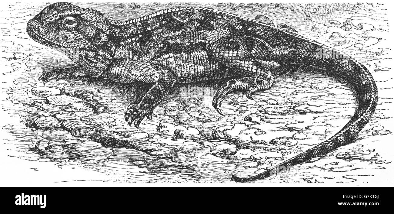 Simple Lizard Diagram