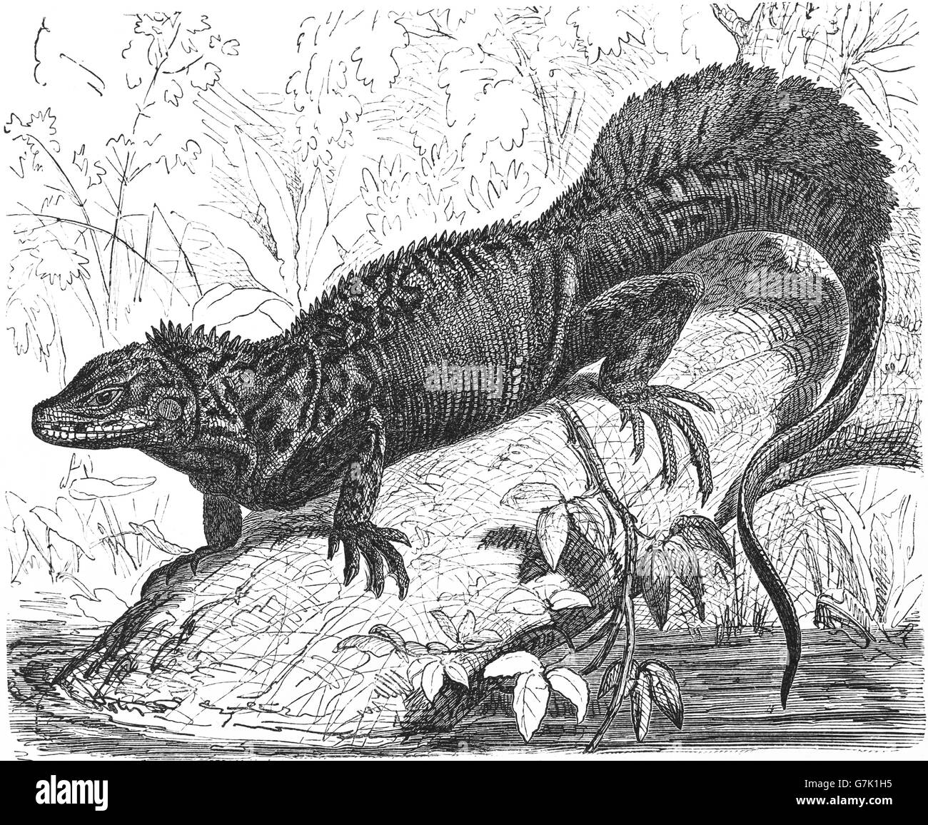 Amboina sail-finned lizard, Amboina sailfin lizard, Hydrosaurus ...