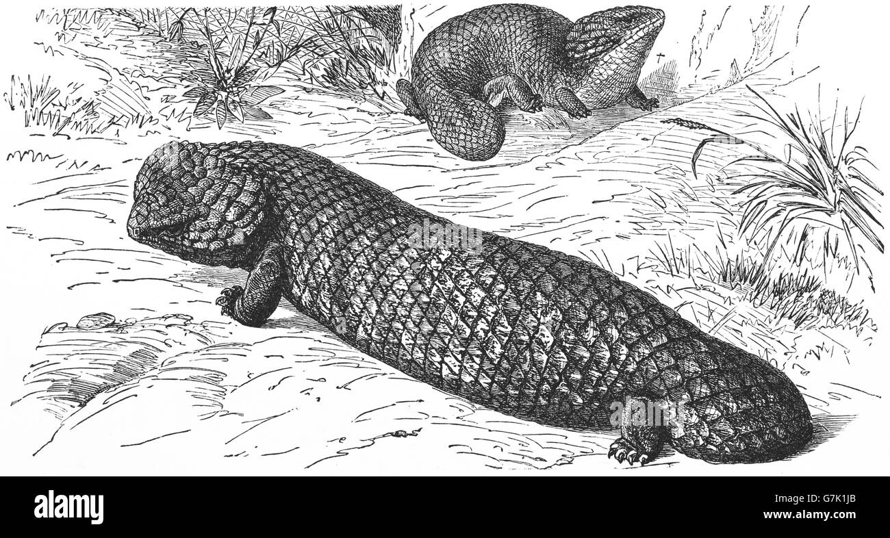 Australian bobtail lizard tiliqua rugosa Black and White Stock Photos ...