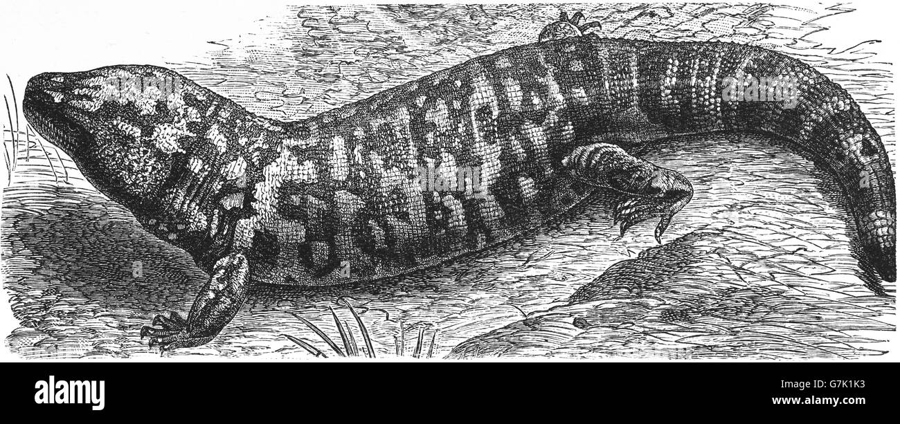 Mexican beaded lizard, Heloderma horridum, illustration from book dated ...