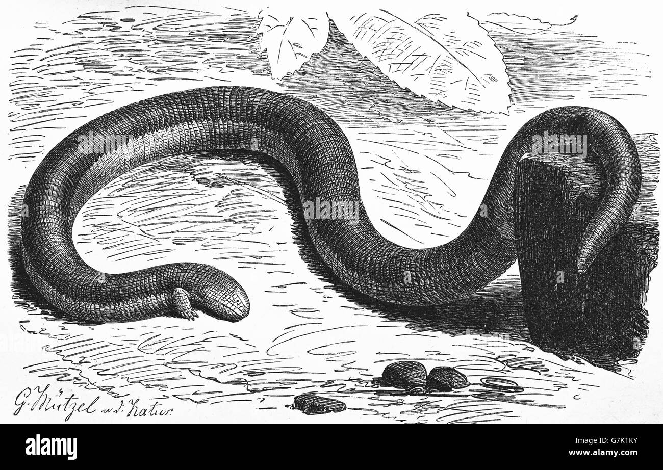 Mexican mole lizard hi-res stock photography and images - Alamy