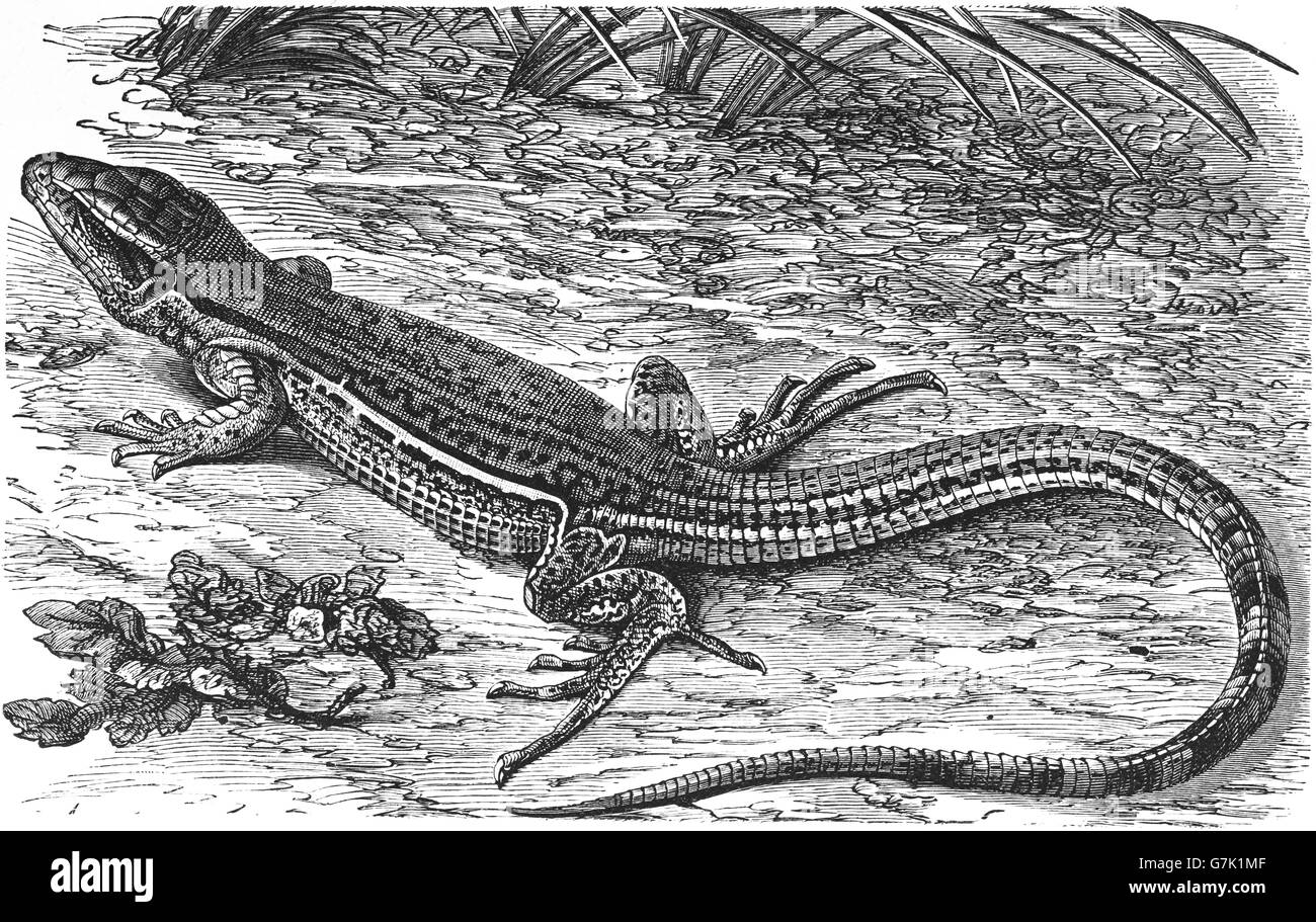 Amazon whiptail Black and White Stock Photos & Images - Alamy