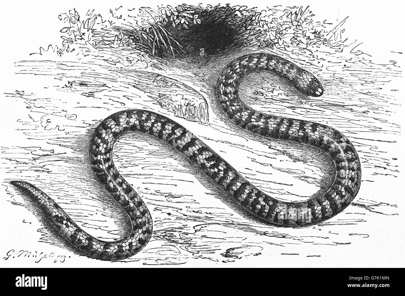 American pipe snake anilius scytale Black and White Stock Photos ...