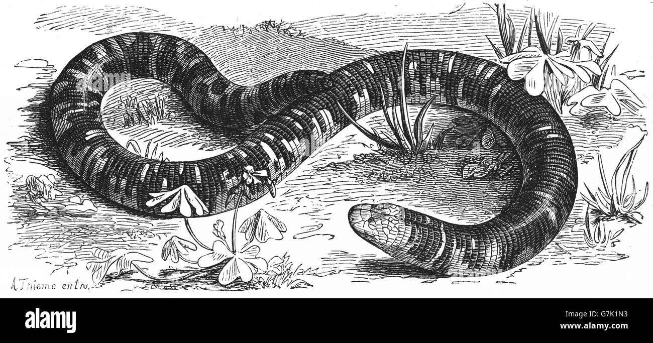 Black-and-white worm lizard, speckled worm lizard, spotted worm lizard ...