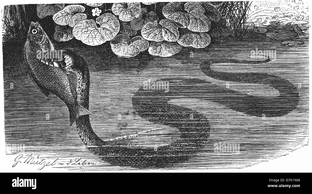 Grass snake, Natrix natrix, water snake, illustration from book dated ...