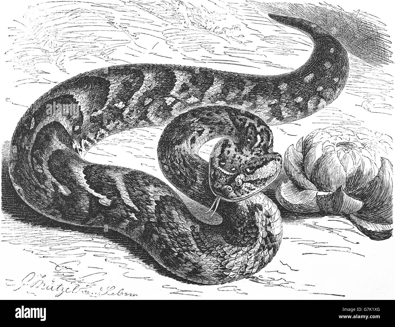 Puff adder, African puff adder, Bitis arietans, illustration from book ...