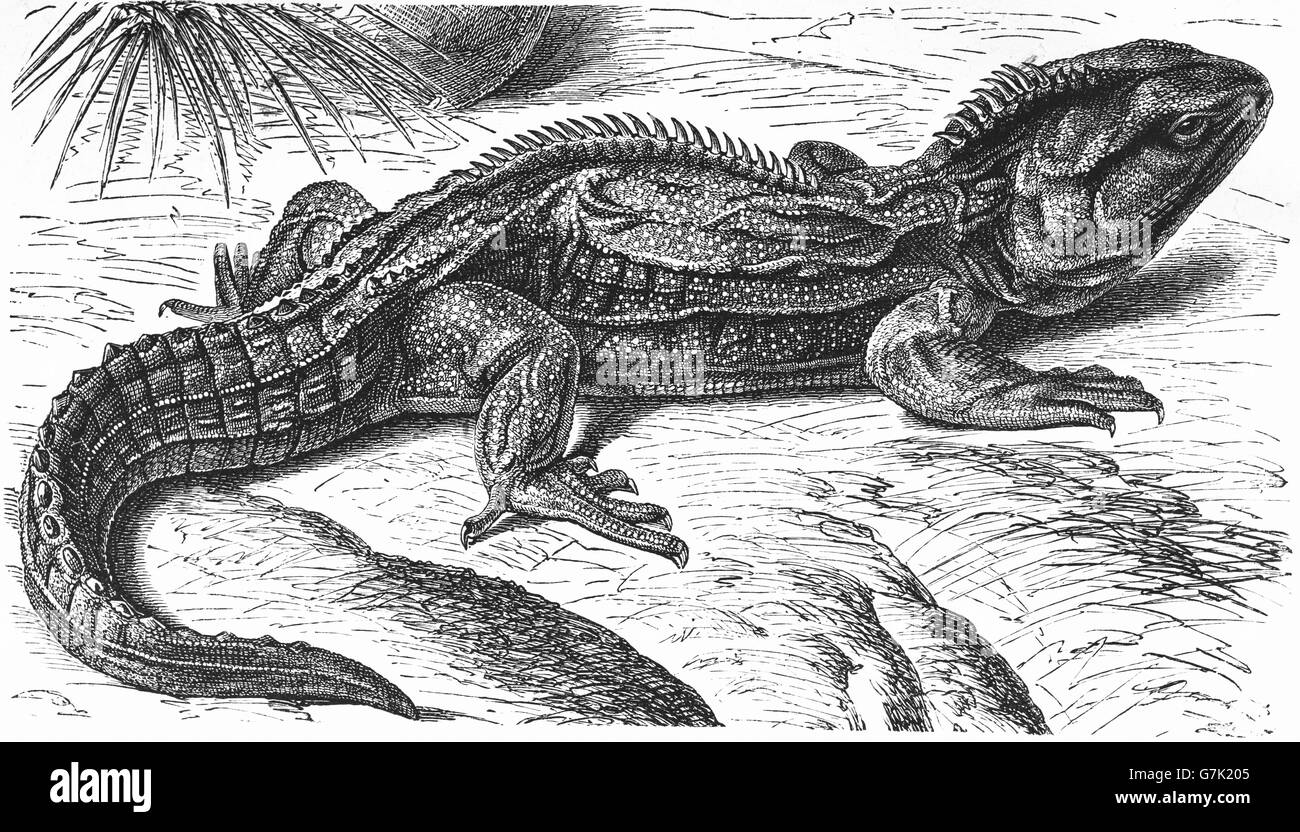 Sphenodon punctatus tuatara Black and White Stock Photos & Images - Alamy