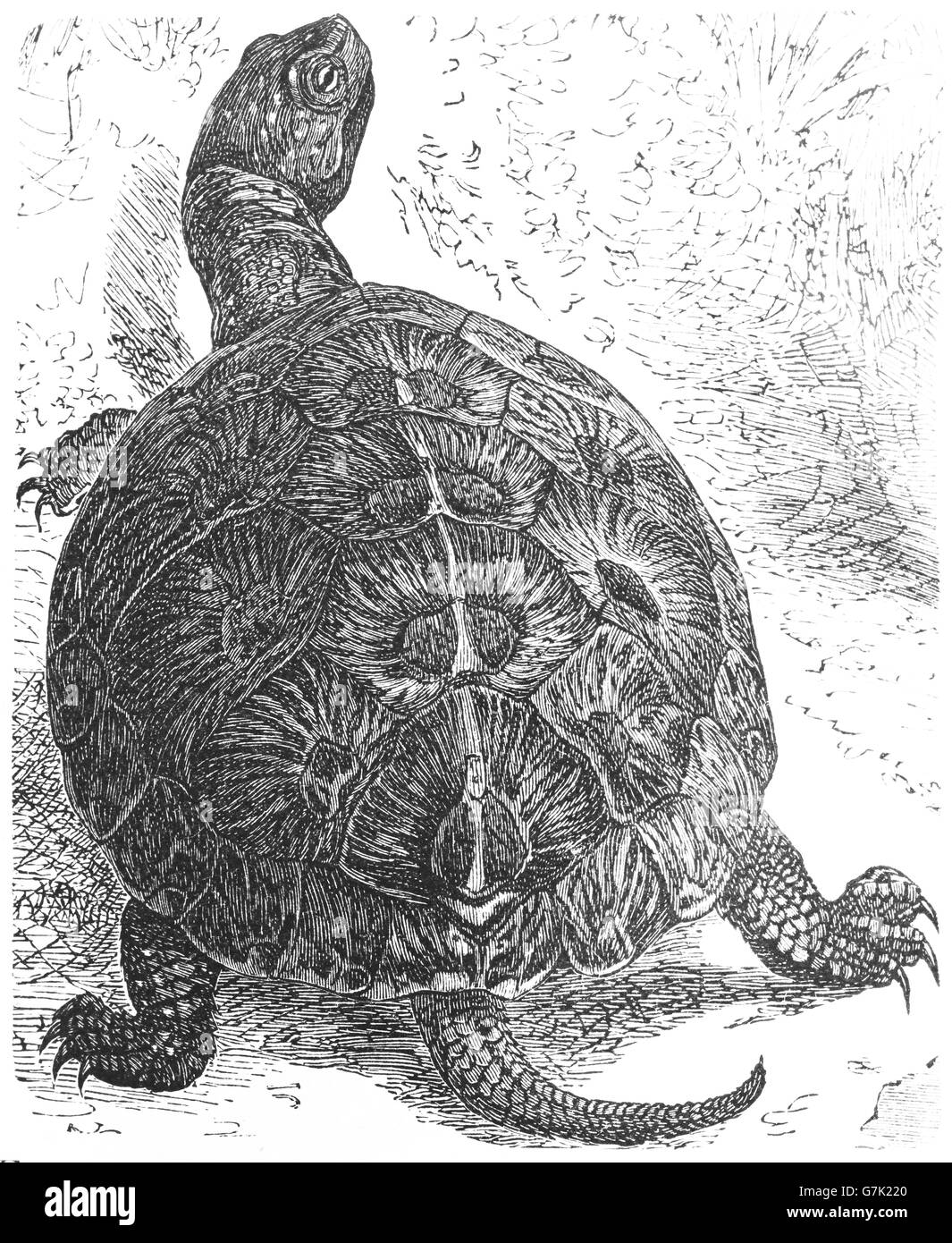 Turtle drawing Black and White Stock Photos & Images - Alamy