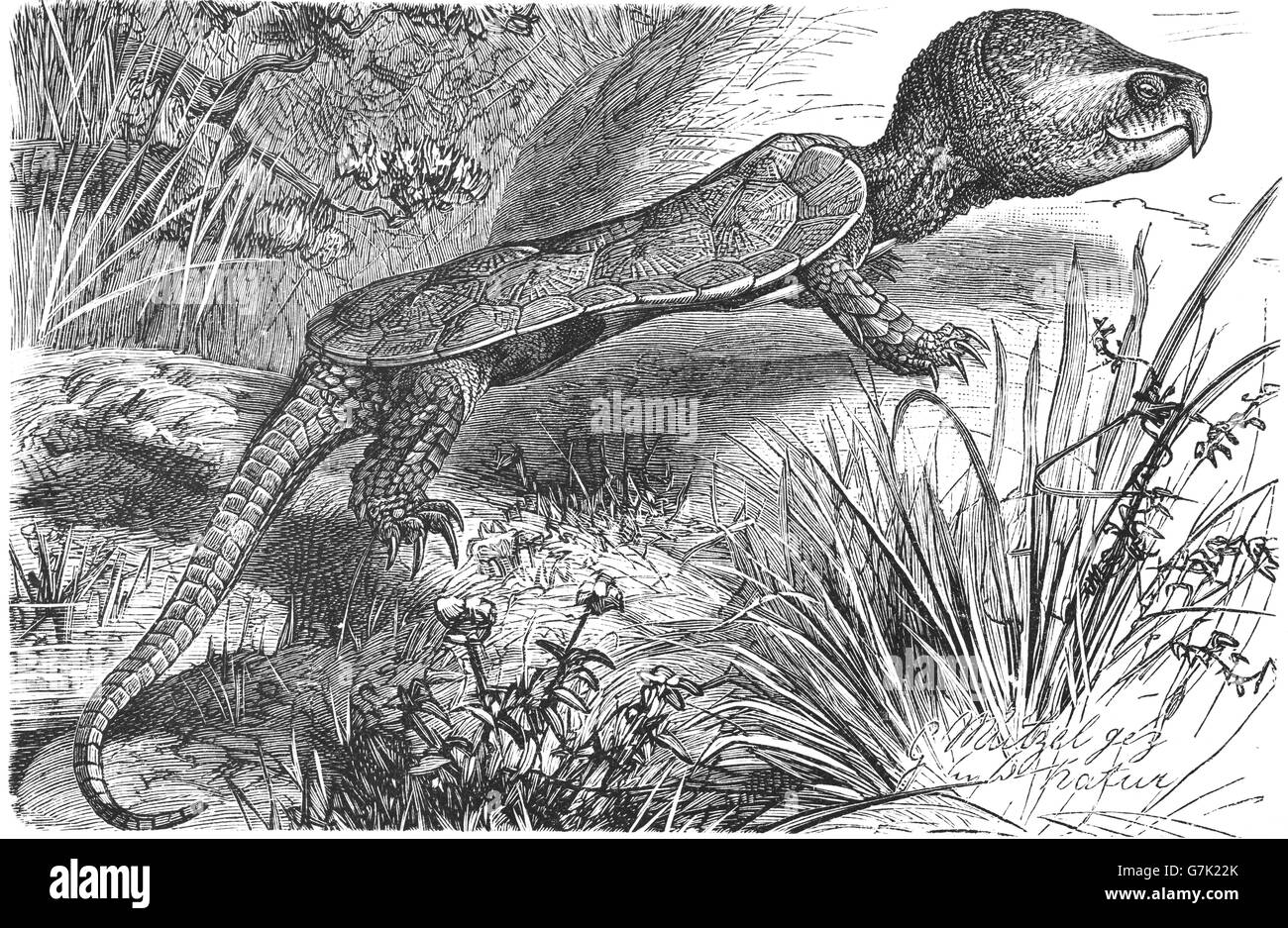 Turtle drawing Black and White Stock Photos & Images - Alamy