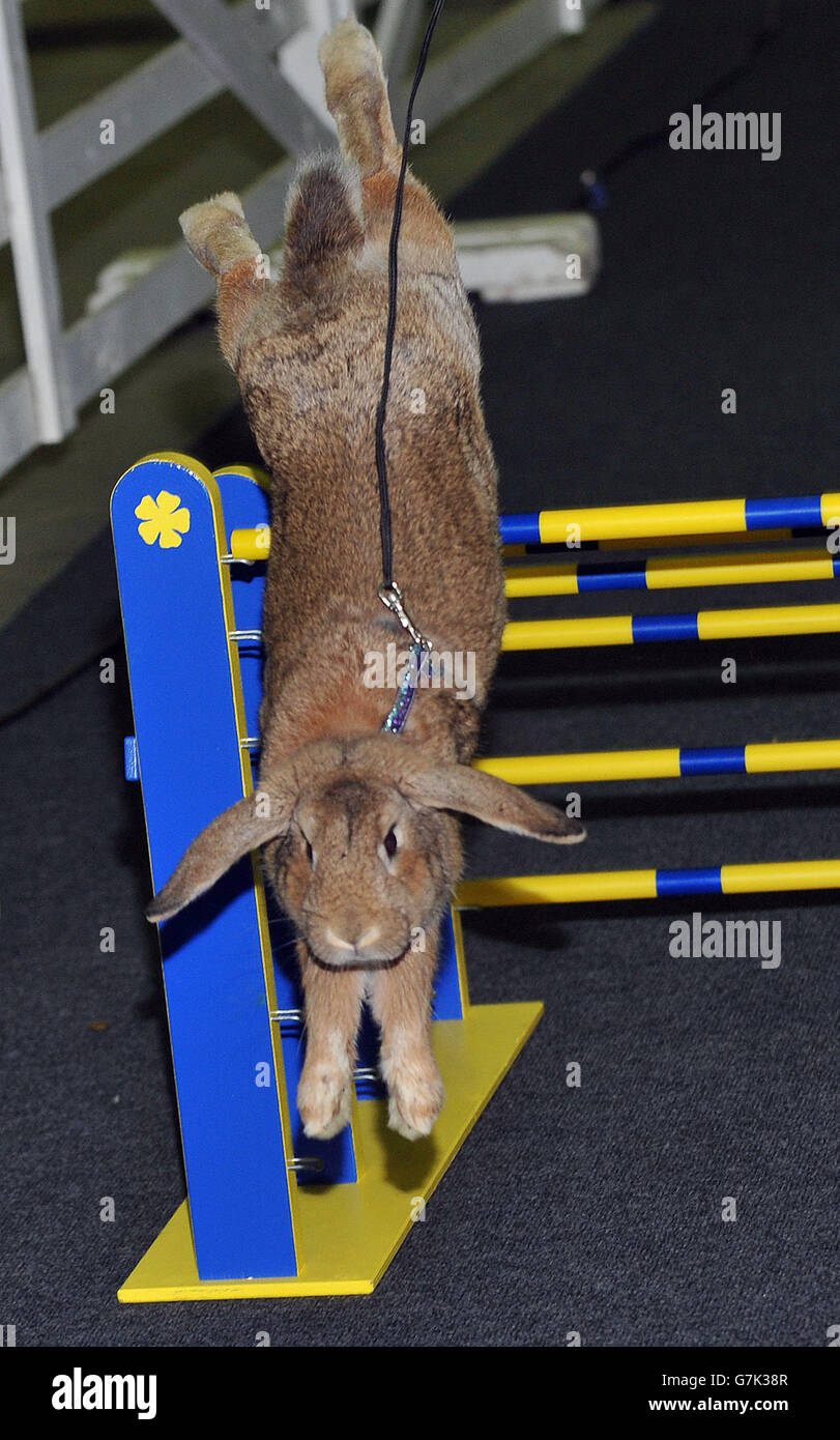 Small animal show harrogate hi-res stock photography and images - Alamy