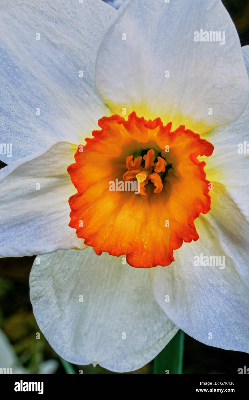 Narcis hi-res stock photography and images - Alamy