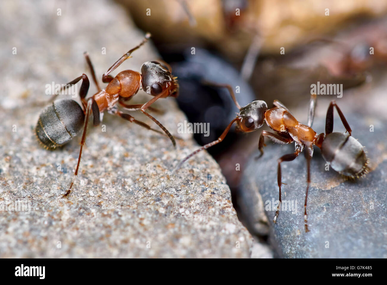 Two ants hi-res stock photography and images - Alamy
