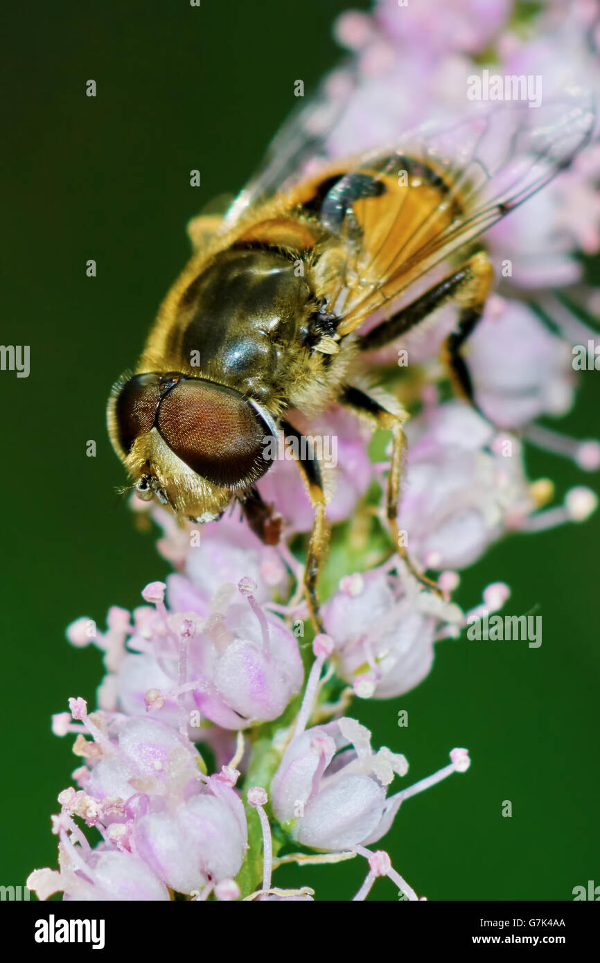Bee resting on a flowering tamarisk Stock Photo - Alamy