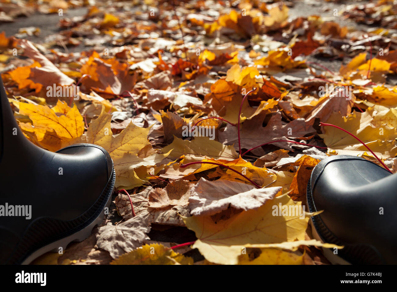 Rubber boots on autumn leaves Stock Photo - Alamy