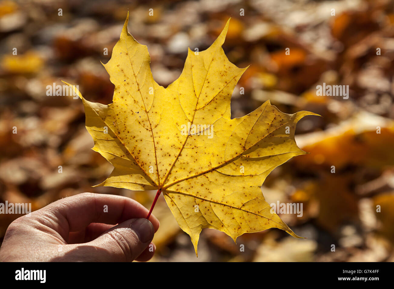 Hand with leave hi-res stock photography and images - Alamy